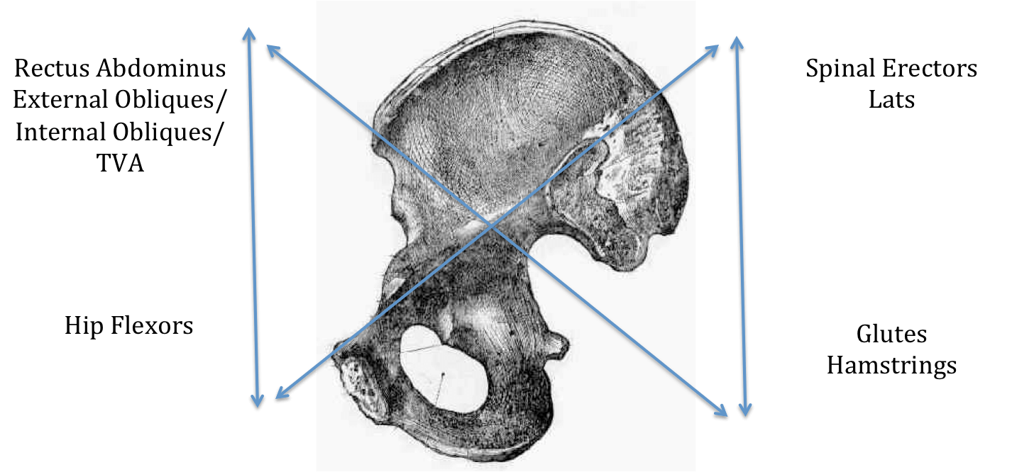 Do Athletes Need More Anterior or Posterior Chain Work? - Robertson ...
